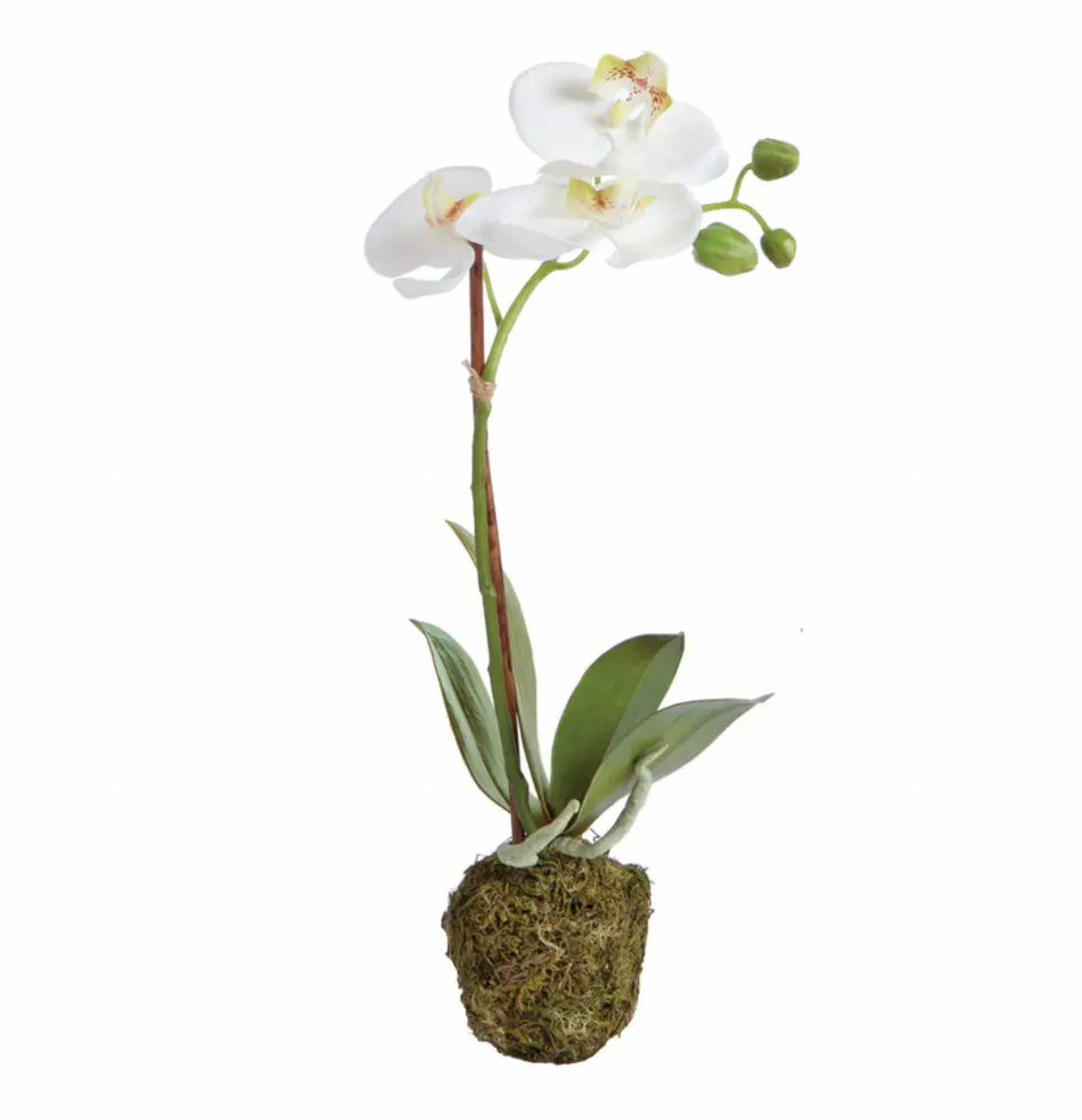 Phalaenopsis Orchid Drop-in, Several Sizes – Farm Basket LLC